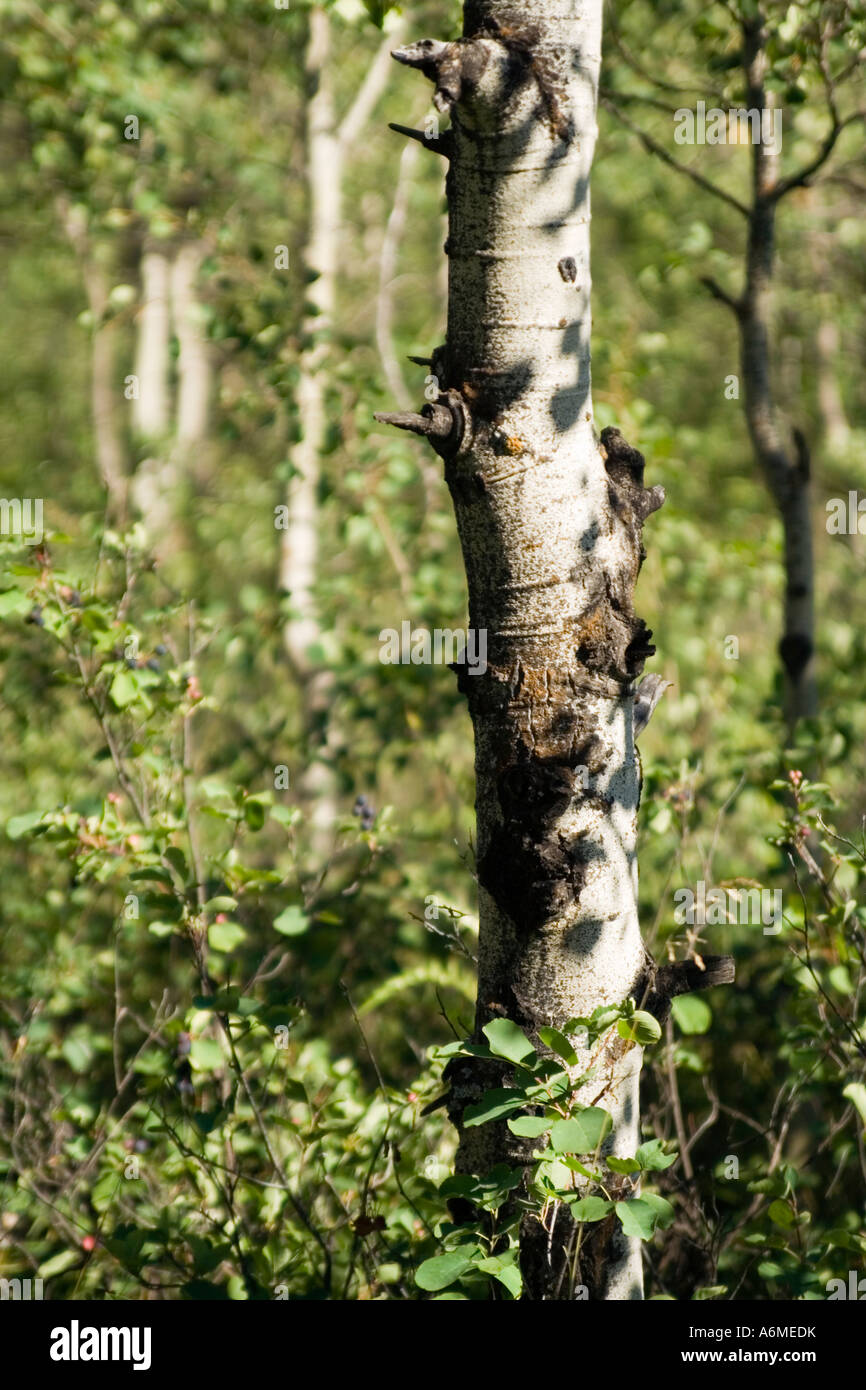 Quaking aspen (Populus tremuloides) trees Stock Photo - Alamy