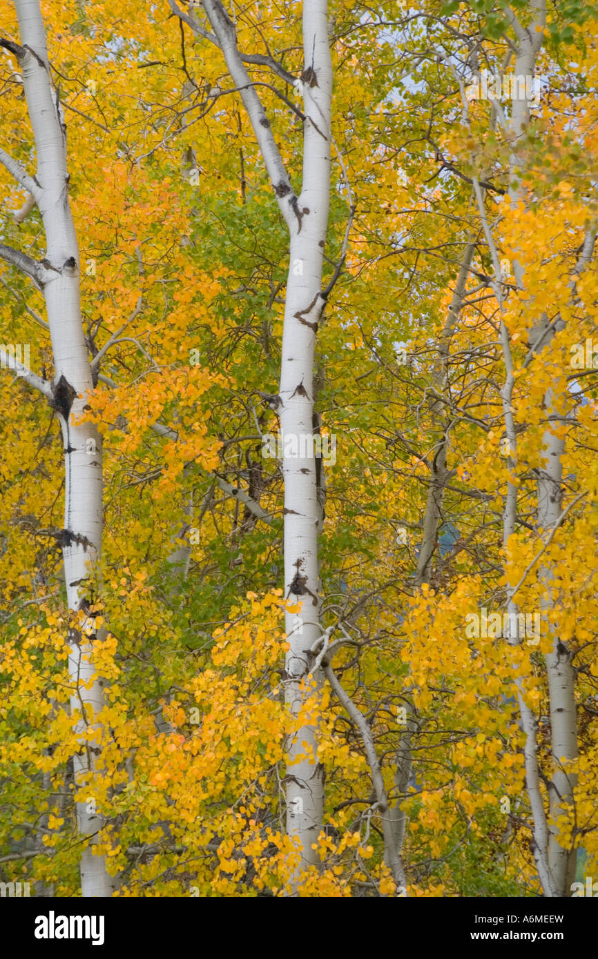 Quaking Aspen (Populus tremuloides) trees in the Fall Stock Photo - Alamy