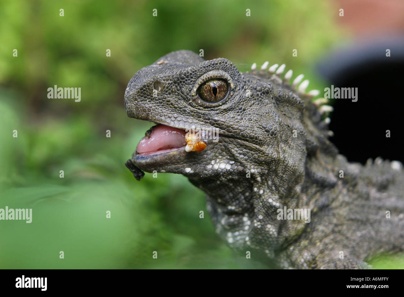 Stephens island new zealand hi-res stock photography and images - Alamy