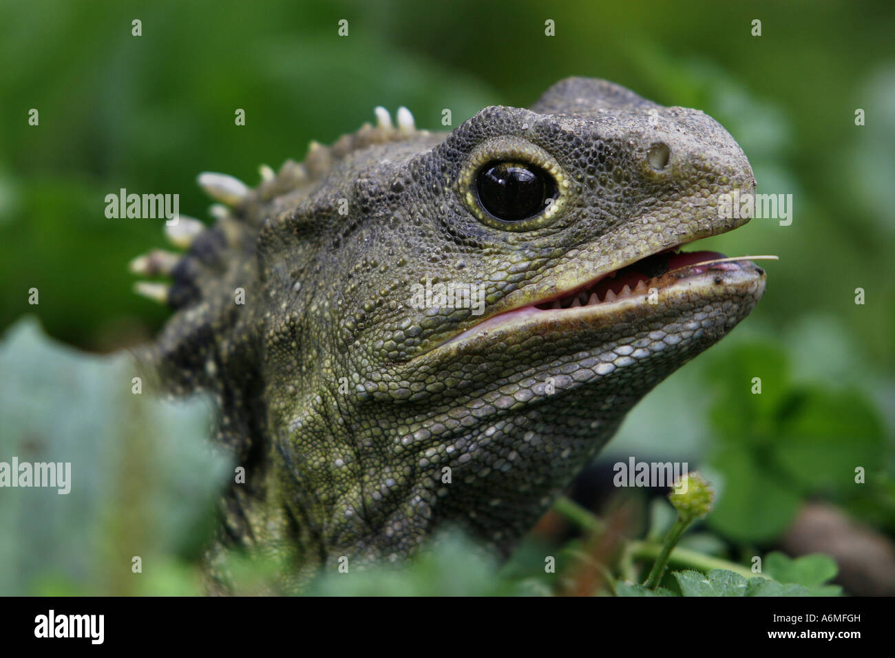 Tuatara, sphenodon punctatus Stock Photo - Alamy