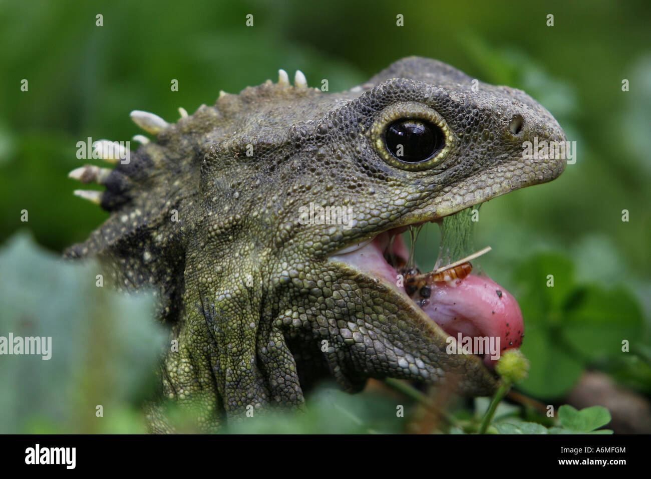 Tuatara, sphenodon punctatus eating mealworm Stock Photo - Alamy