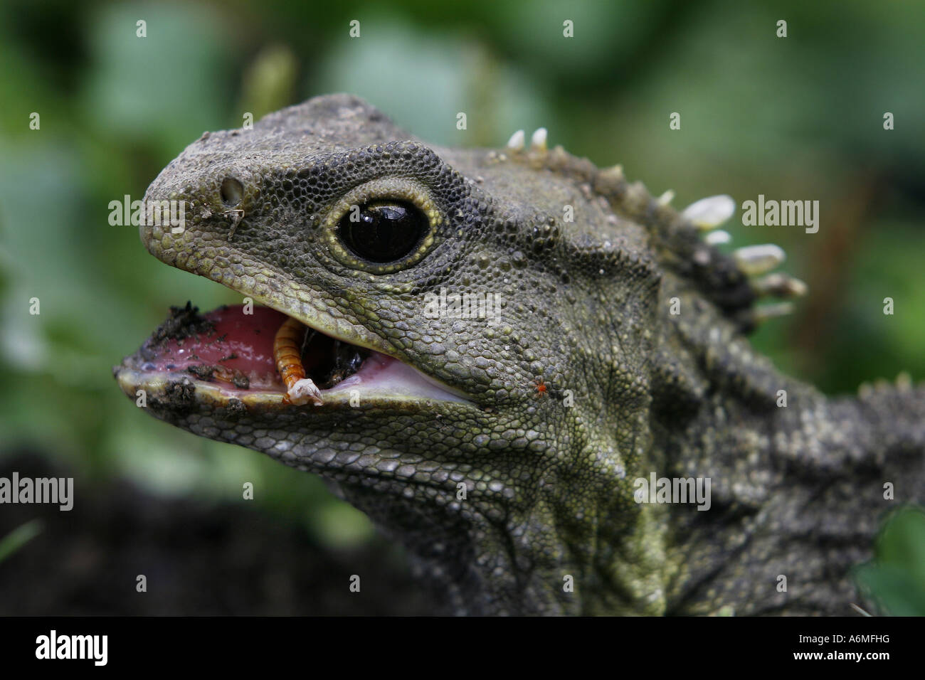 Tuatara, sphenodon punctatus, eating a mealworm meal worm Stock Photo ...
