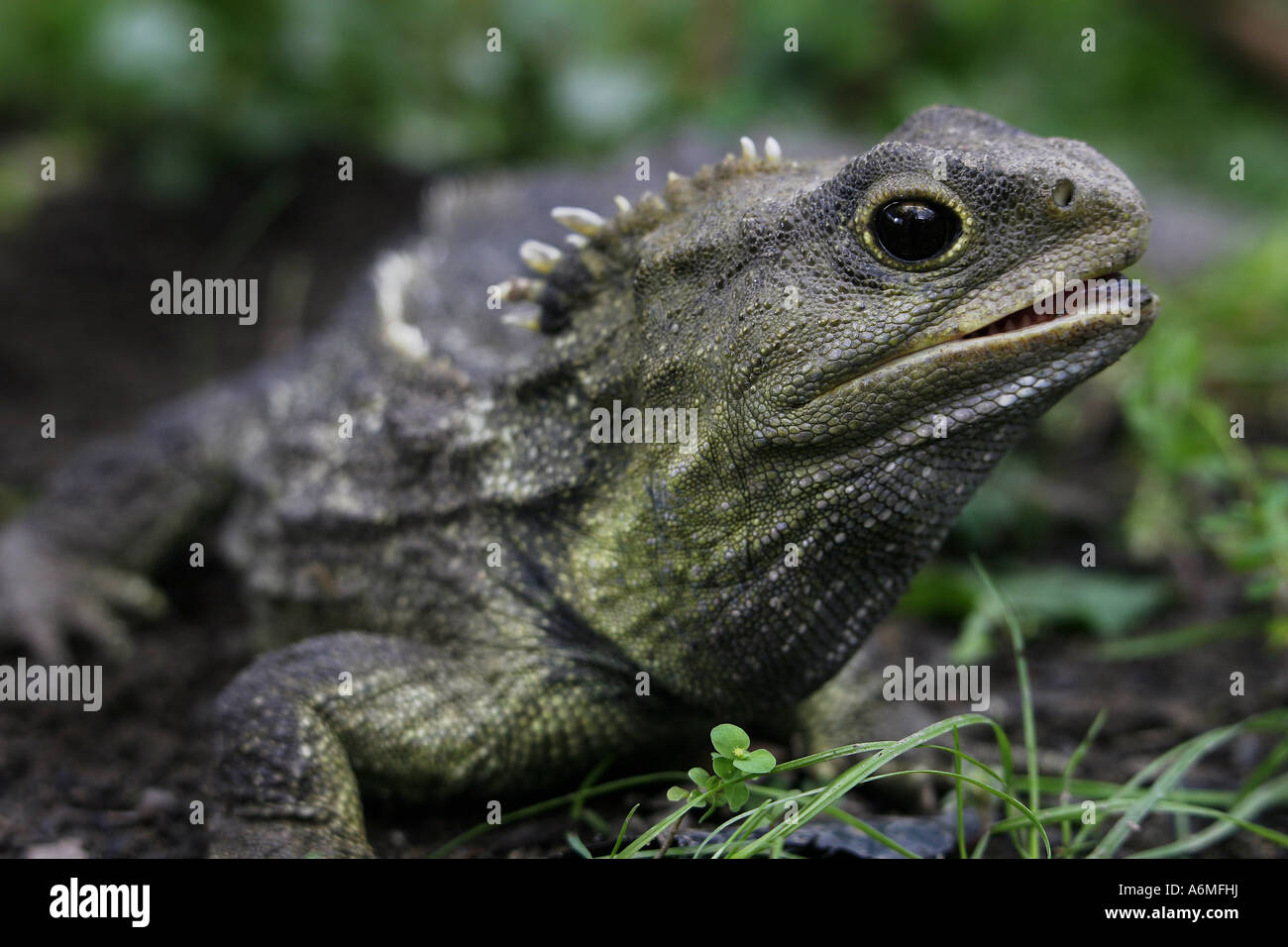 Sphenodon punctatus hi-res stock photography and images - Alamy