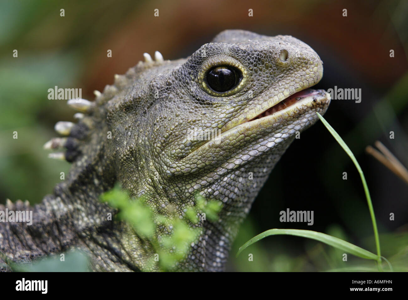 Tuatara, sphenodon punctatus Stock Photo - Alamy