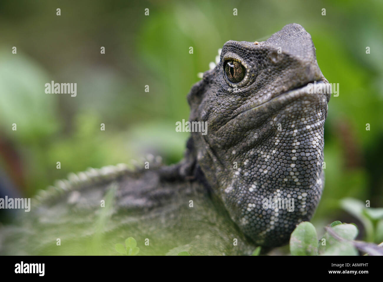 Tuatara, sphenodon punctatus Stock Photo - Alamy