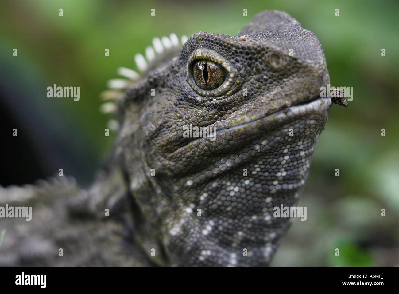 Tuatara, sphenodon punctatus Stock Photo - Alamy