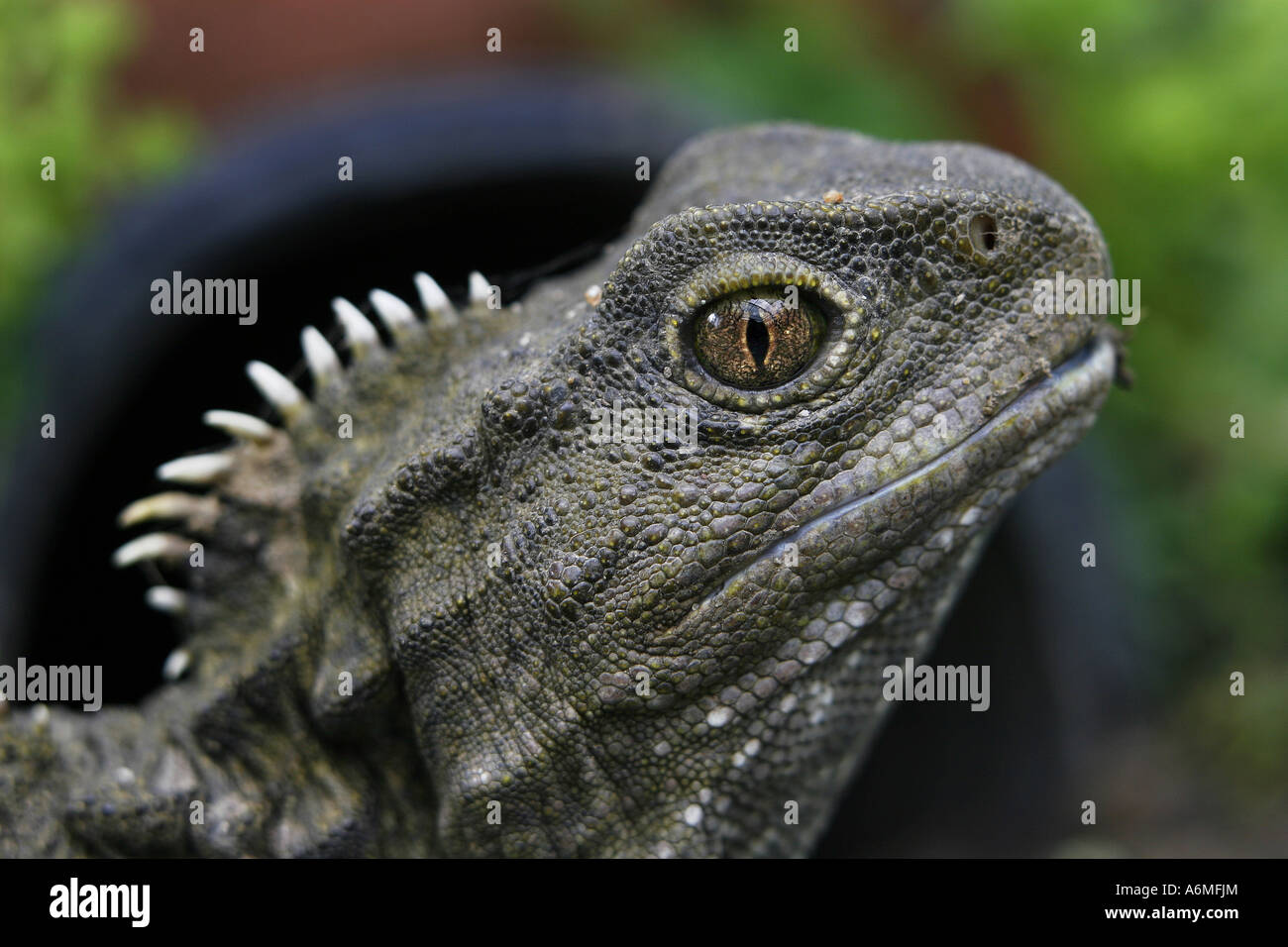 Tuatara, sphenodon punctatus Stock Photo - Alamy