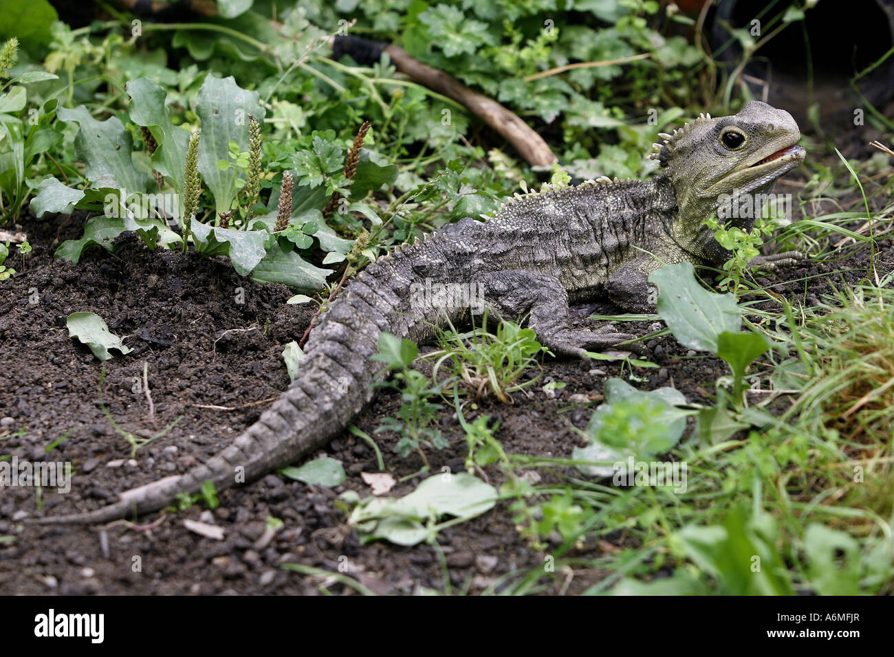 Tuatara, sphenodon punctatus Stock Photo - Alamy