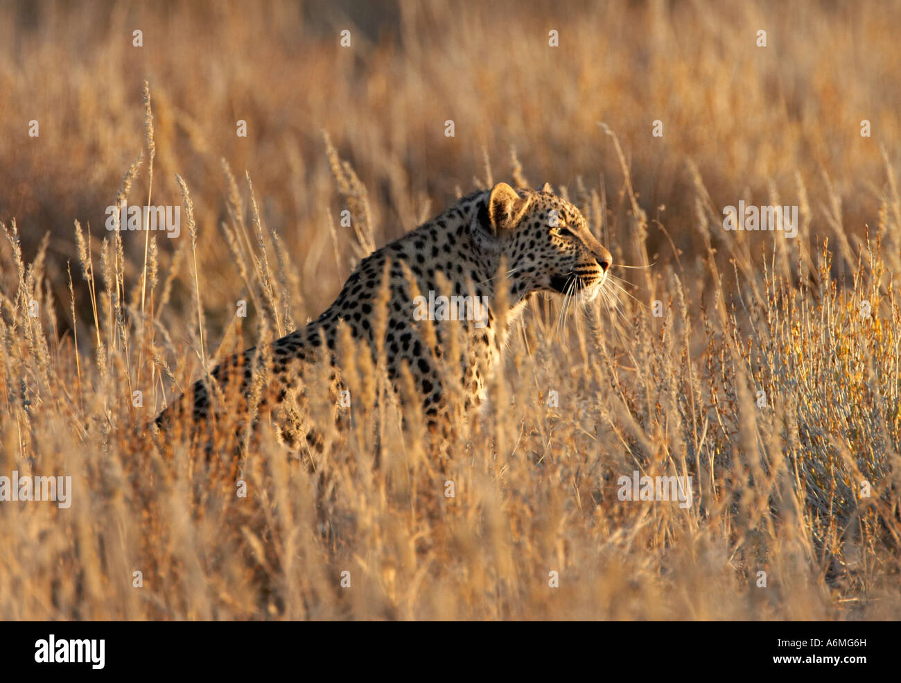Leopard panthera pardus stalking prey hi-res stock photography and ...