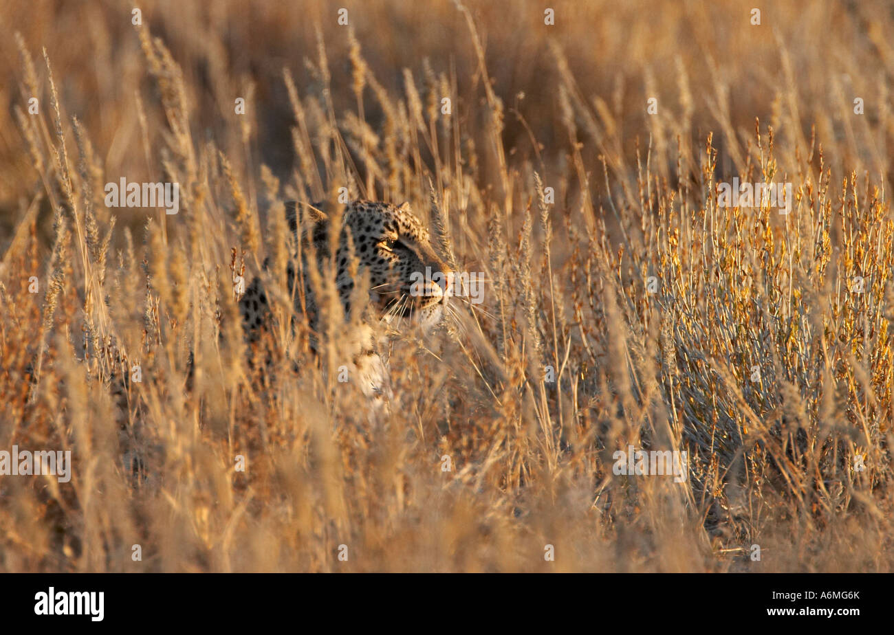 Leopard stalking prey through grass (Panthera pardus Stock Photo - Alamy