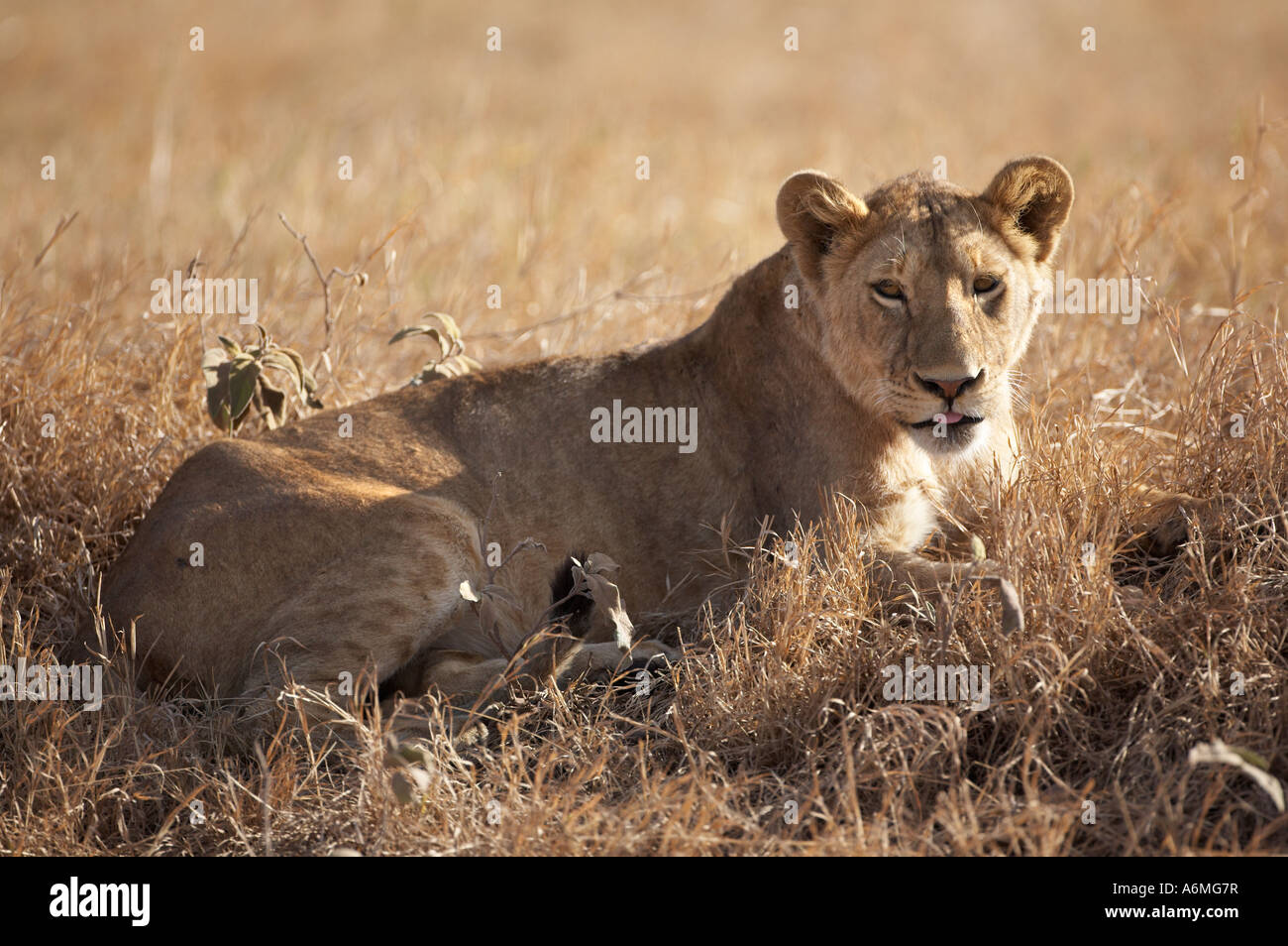 Lion (Panthera leo Stock Photo - Alamy