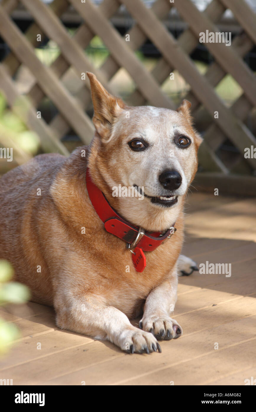 RED CATTLE DOG CORGI CROSS BAPD1025 Stock Photo - Alamy