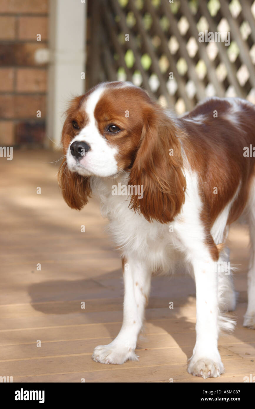 Beagle cavalier king charles spaniel hi-res stock photography and ...