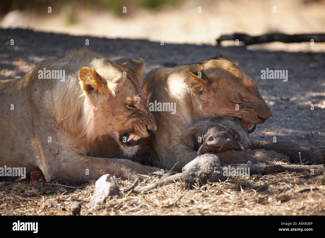 Lion with Kill (Panthera leo Stock Photo - Alamy