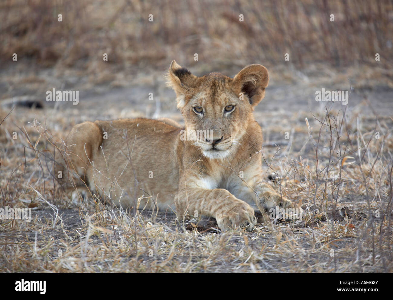 Lion Cub (Panthera leo Stock Photo - Alamy