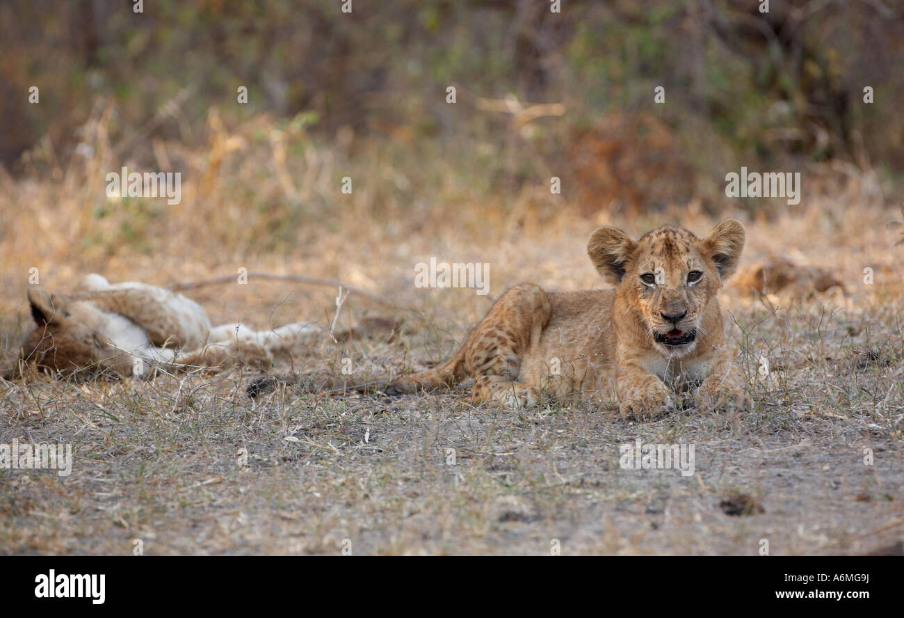 Lion Cubs (Panthera leo Stock Photo - Alamy