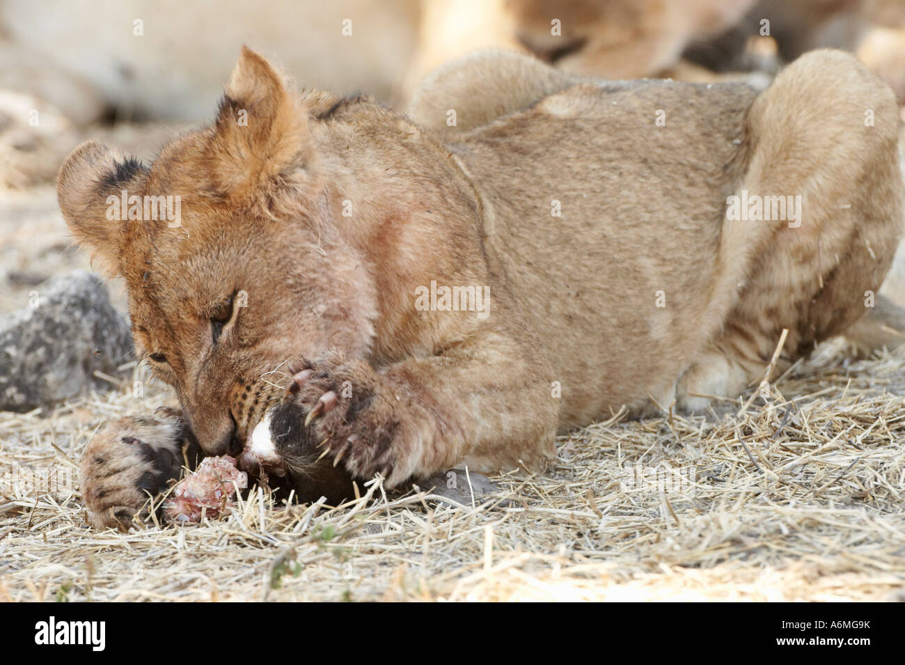 Lion cub eating hi-res stock photography and images - Alamy