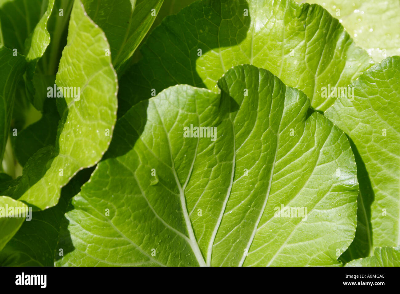 BOK CHOY LEAVES BAPD1042 PAK CHOY CHINESE CABBAGE BUK Stock Photo - Alamy