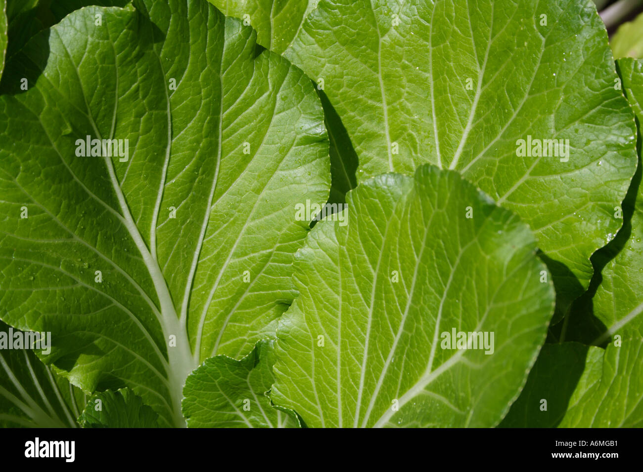 BOK CHOY LEAVES BAPD1043 PAK CHOY CHINESE CABBAGE BUK Stock Photo - Alamy