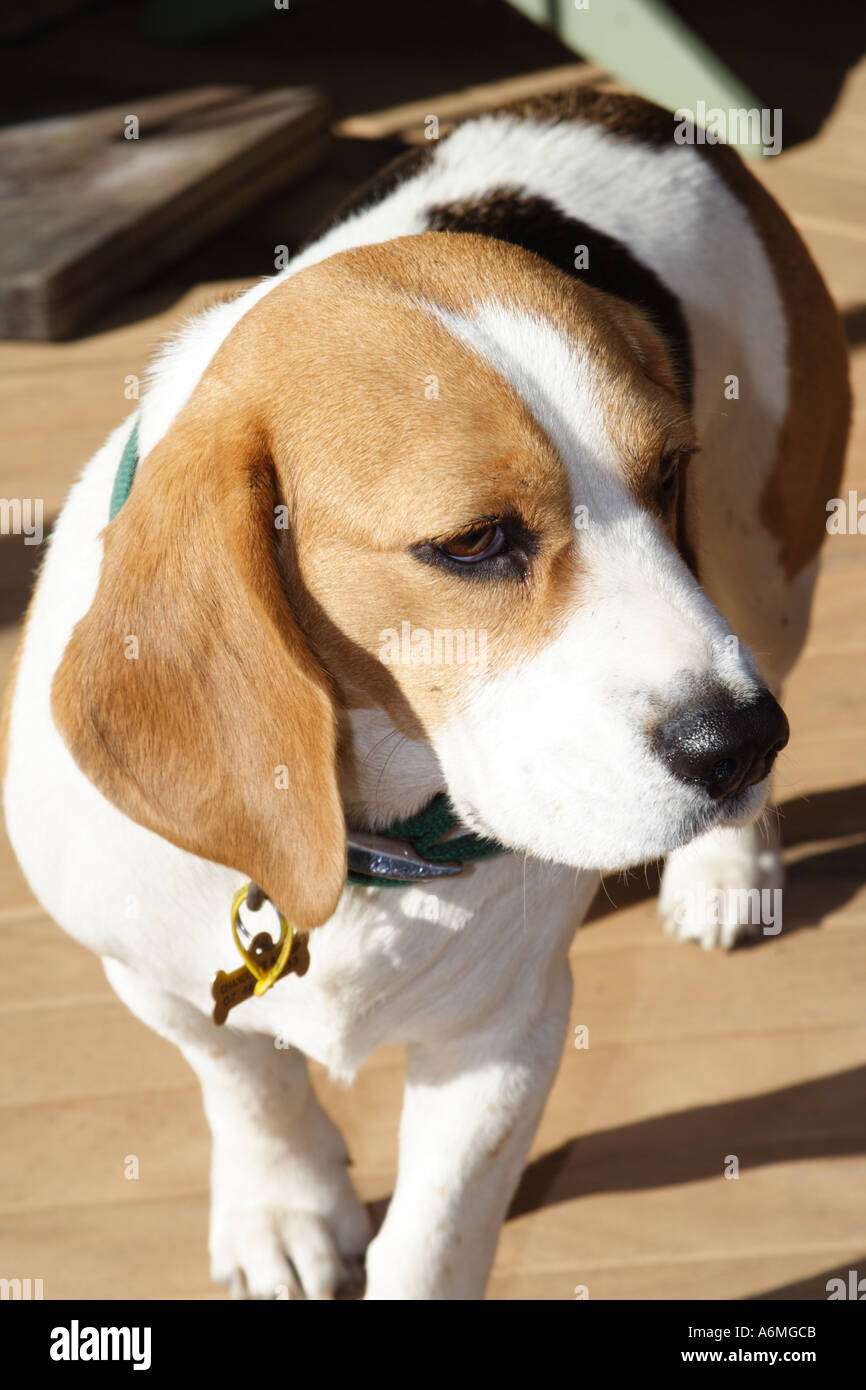 BEAGLE BASSET HOUND OUTSIDE BAPD1054 Stock Photo - Alamy