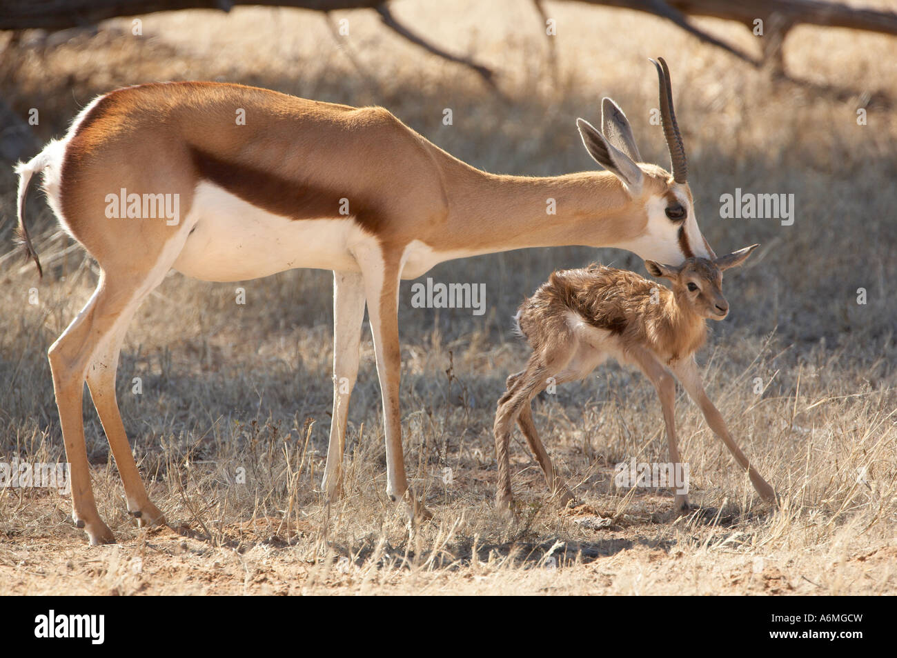 New Born Springbok and Mother (Antidorcas marsupialis Stock Photo - Alamy