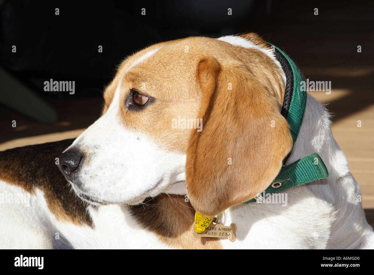 BEAGLE BASSET HOUND OUTSIDE BAPD1056 Stock Photo - Alamy