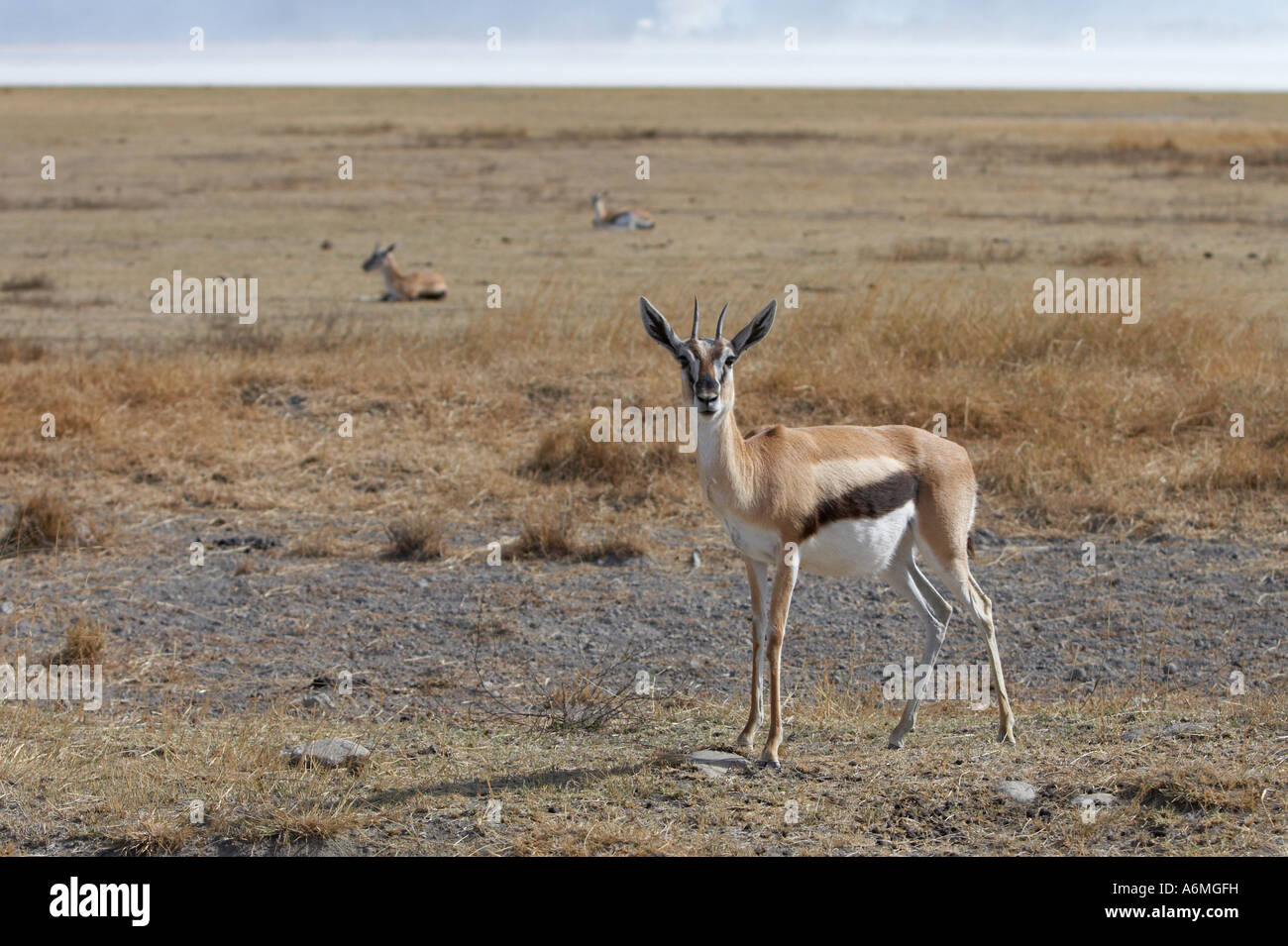 Thomson's Gazelle (Gazella thomsoni Stock Photo - Alamy