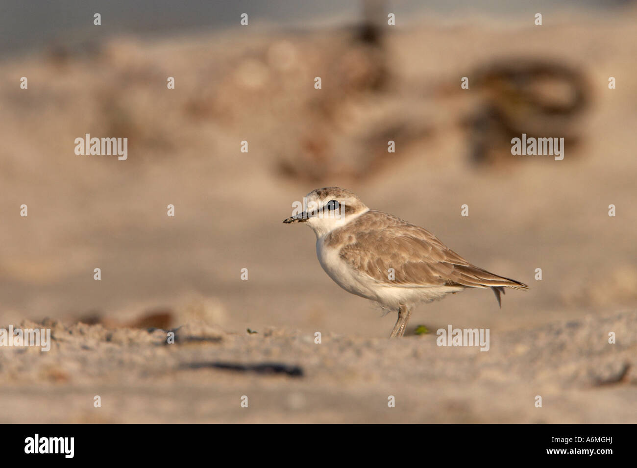 White-fronted Plover (Charadrius marginatus Stock Photo - Alamy