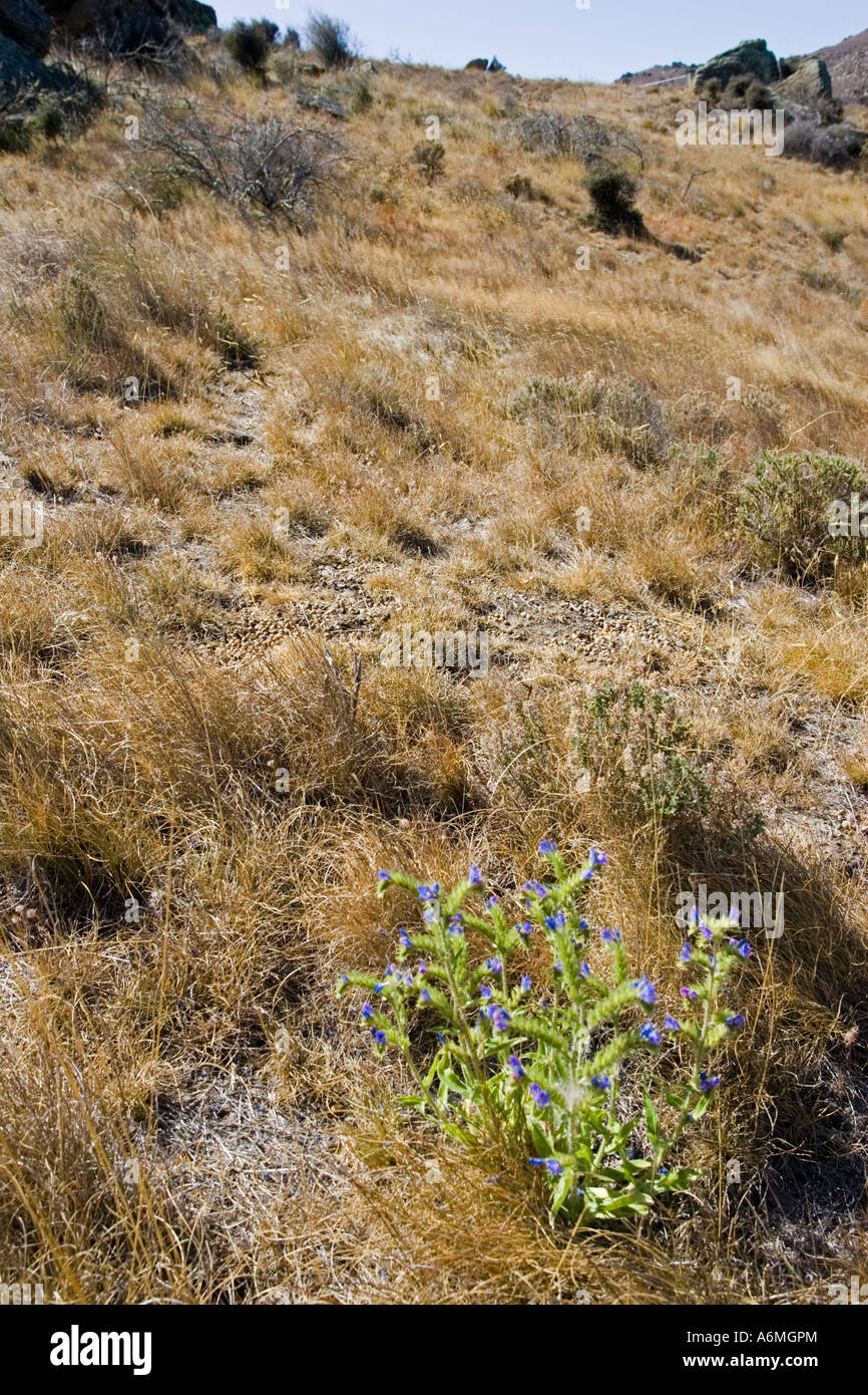 Dry land ecosystem and schist rock outcrops in Flat Top Conservation ...