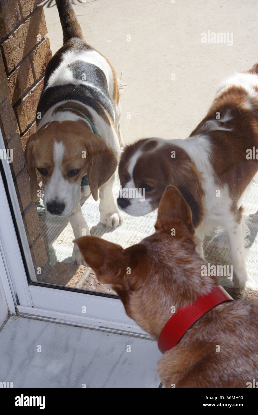 TWO DOGS OUTSIDE LOOKING AT A DOG INSIDE BAPD1073 Stock Photo - Alamy
