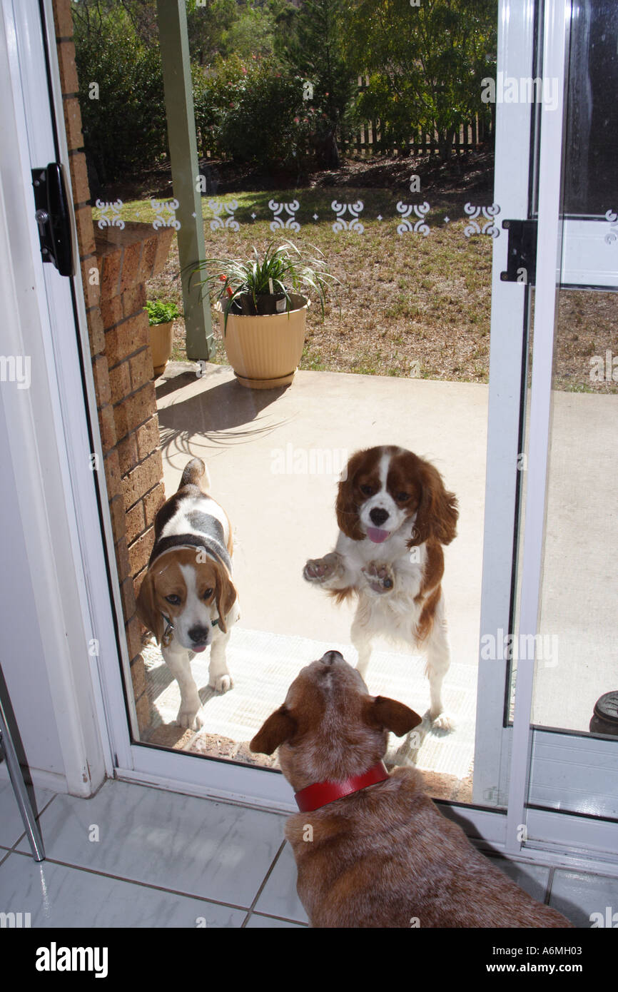 Well trained and intelligent dog hi-res stock photography and images ...