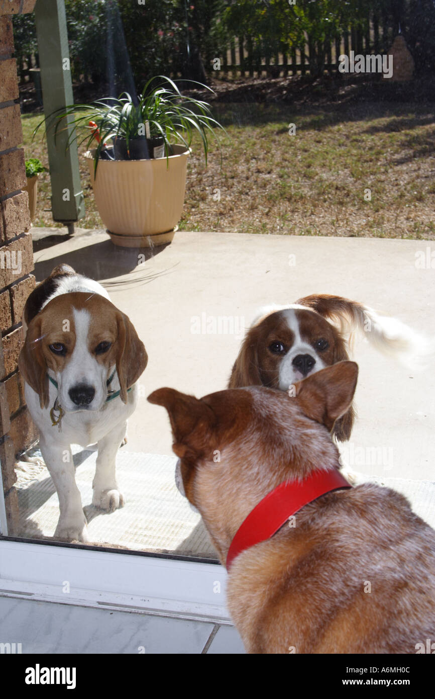 Well trained and intelligent dog hi-res stock photography and images ...