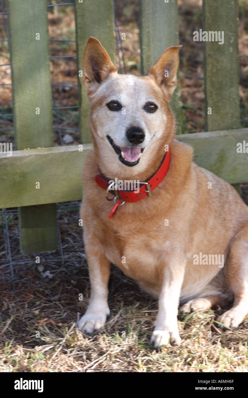 RED CATTLE DOG CORGI CROSS BAPD1017 Stock Photo - Alamy
