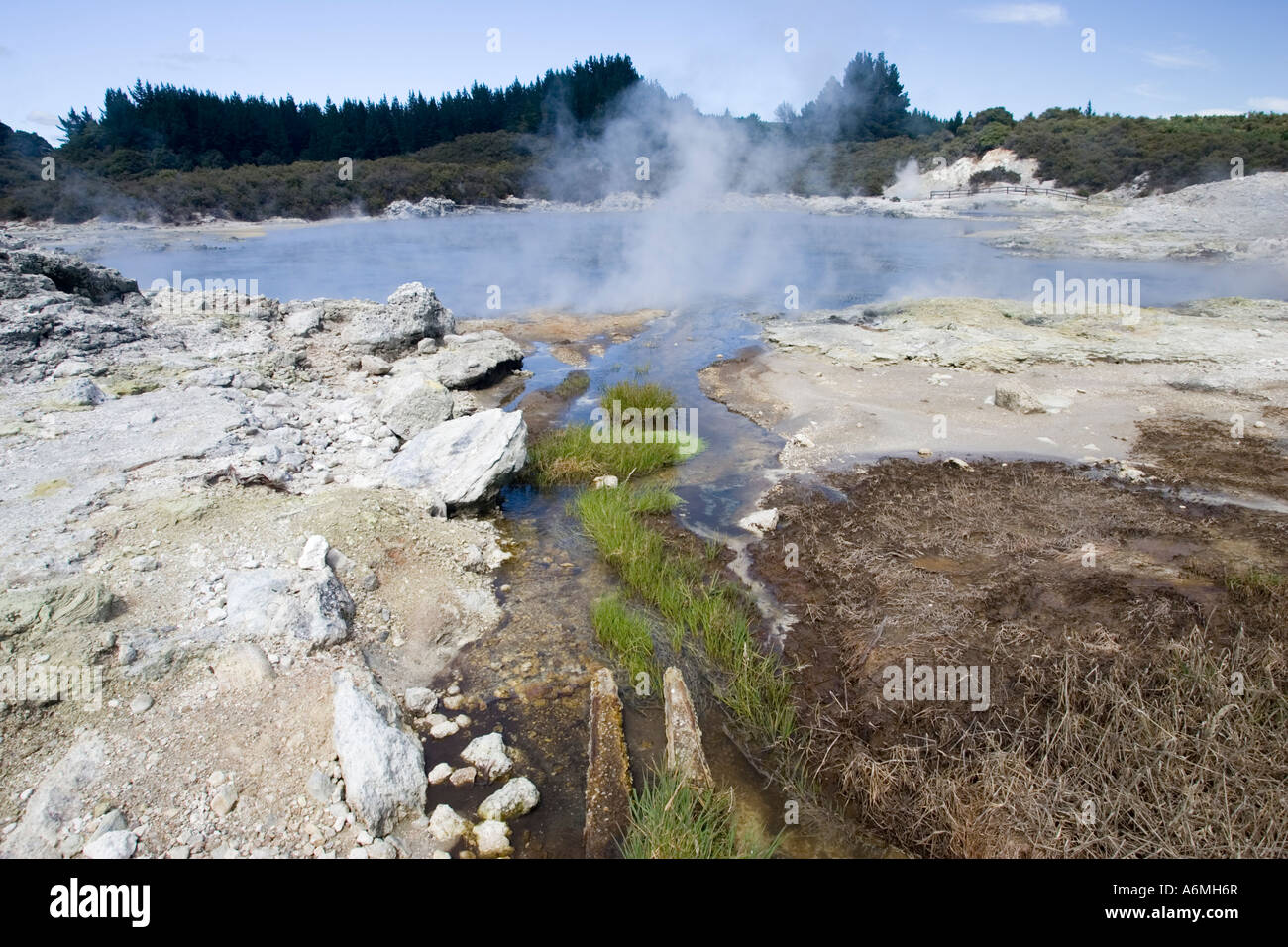 Green vegetation in cold water stream inlet Hells Gate geothermal ...