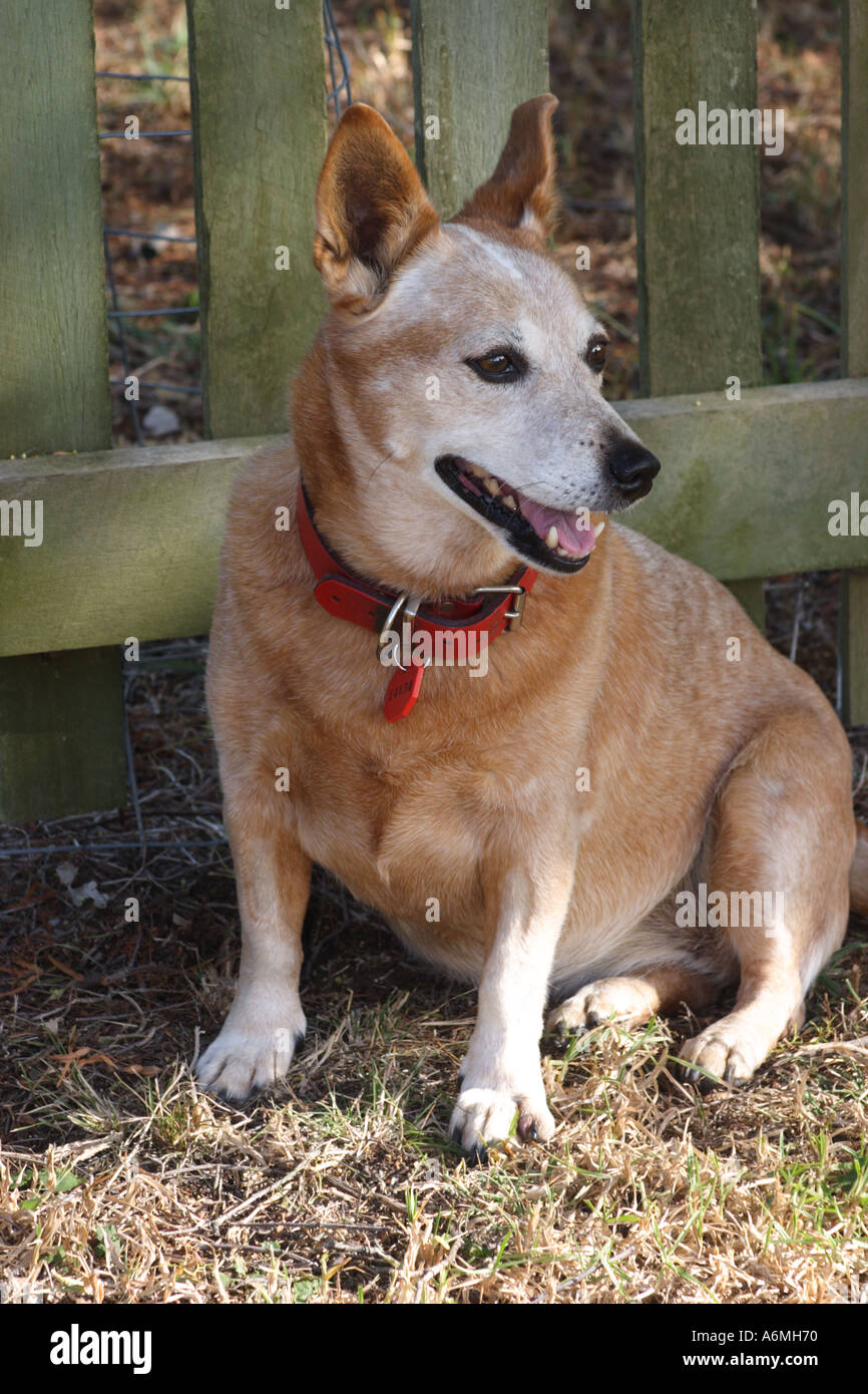 Corgi Red Heeler Mix