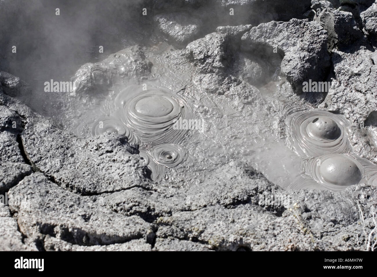 Boiling mud pools Hells Gate Maori owned geothermal reserve Tikitere ...