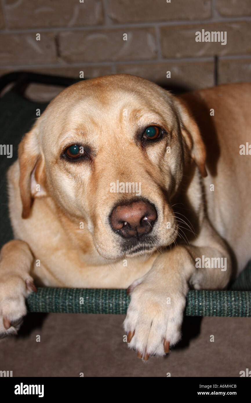 A CUTE LABRADOR RESTING BAPD986 Stock Photo - Alamy