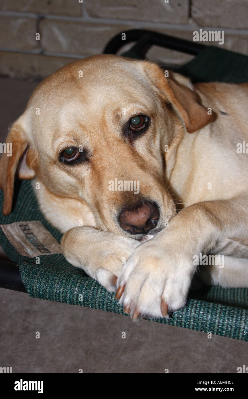 A VERY TIRED CUTE LABRADOR DOG BAPD988 Stock Photo - Alamy