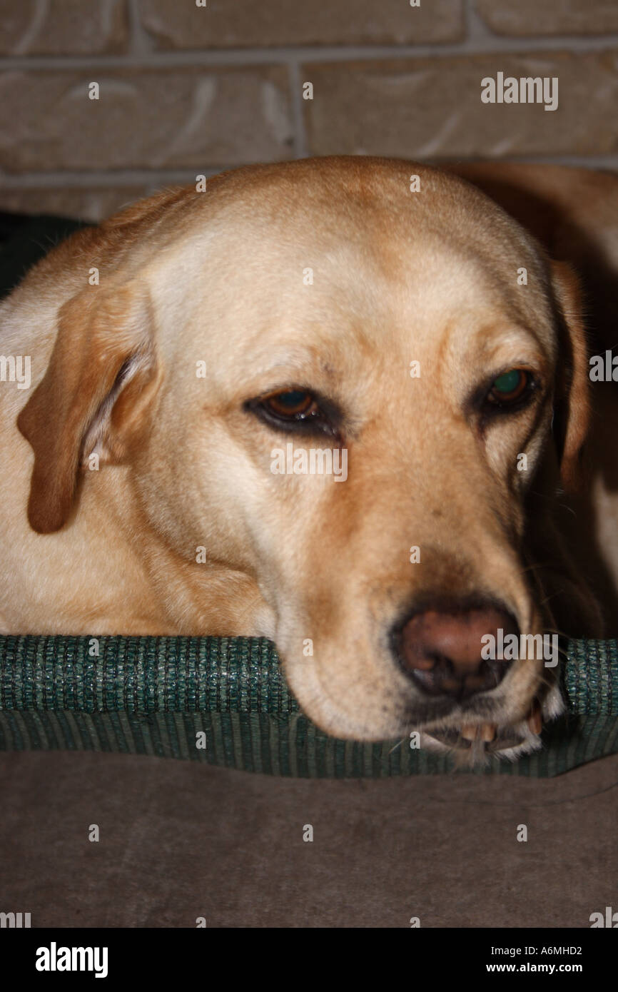 A VERY TIRED CUTE LABRADOR DOG BAPD991 Stock Photo - Alamy