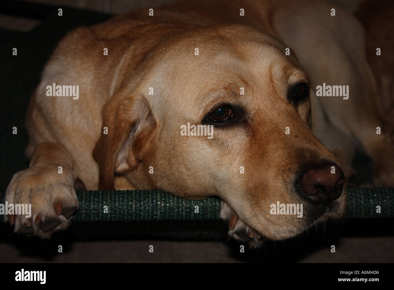 A VERY TIRED CUTE LABRADOR DOG BAPD994 Stock Photo - Alamy