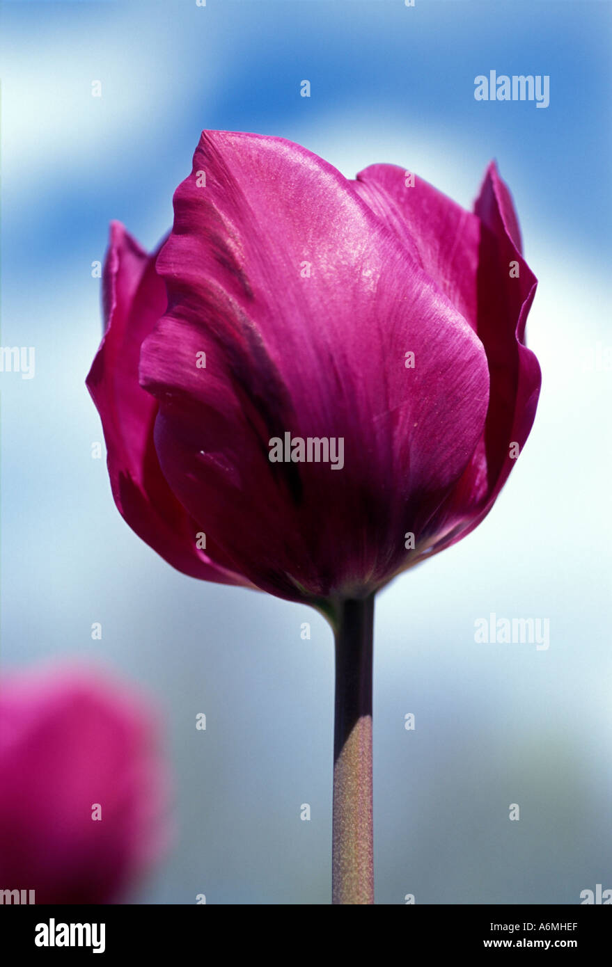 Tulipa world beauty hi-res stock photography and images - Alamy