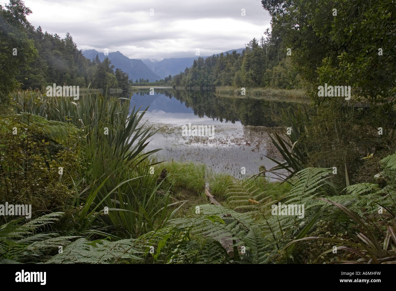 Diverse rich wetland habitat Lake Matheson South Westland New Zealand Stock Photo - Alamy