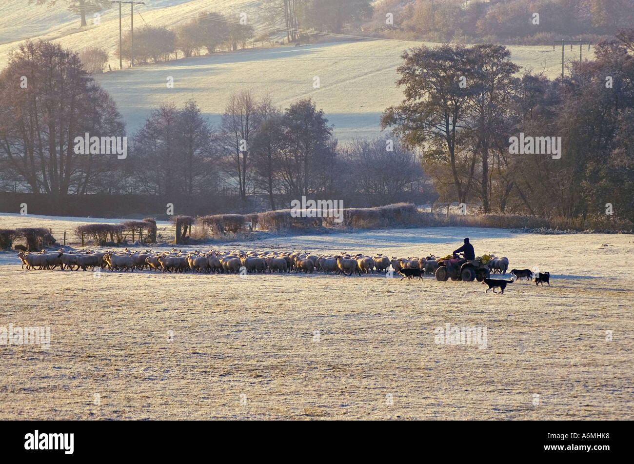 Shepherd on quad bike sheep hi-res stock photography and images - Alamy