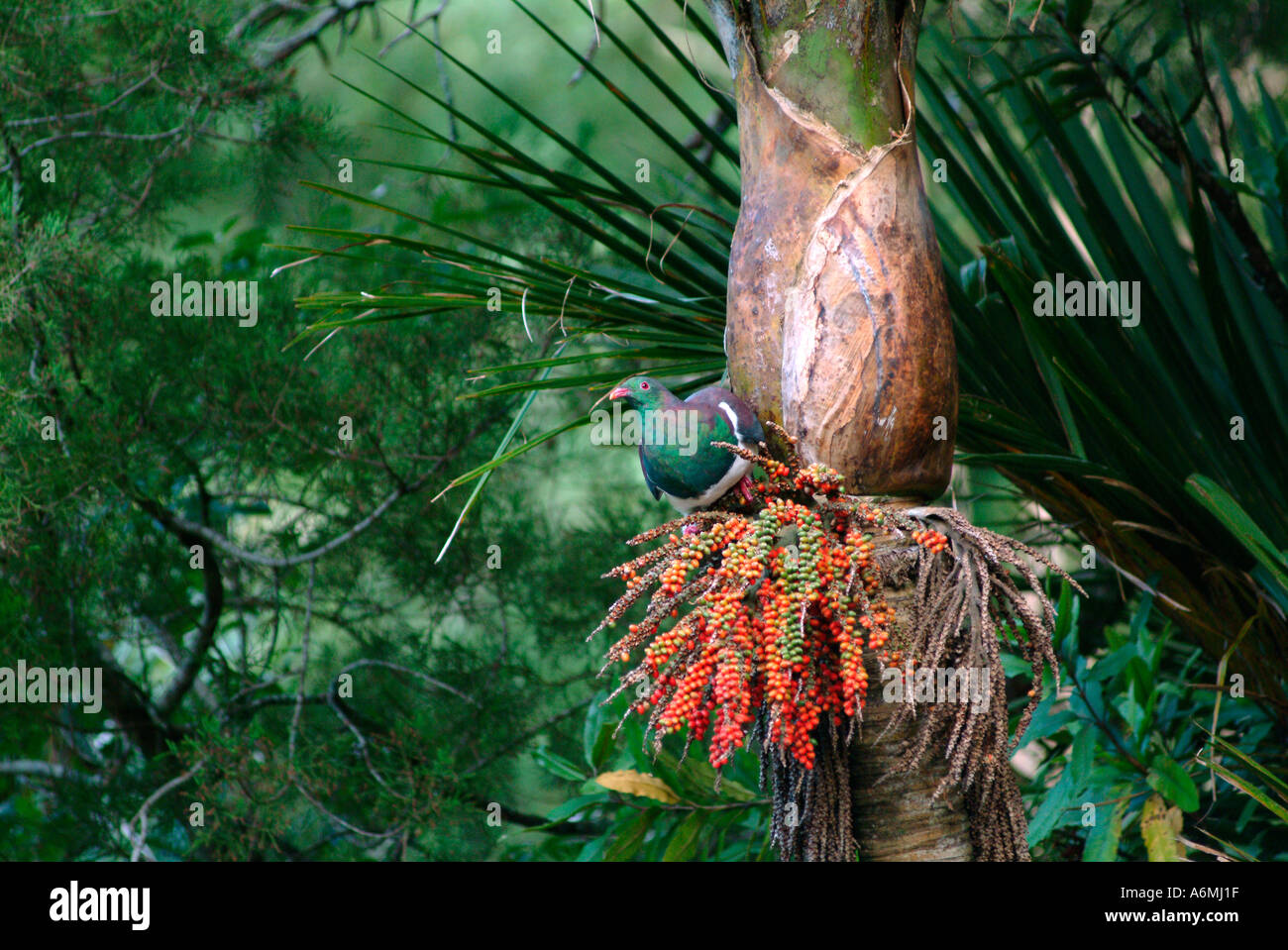Kereru hi-res stock photography and images - Alamy