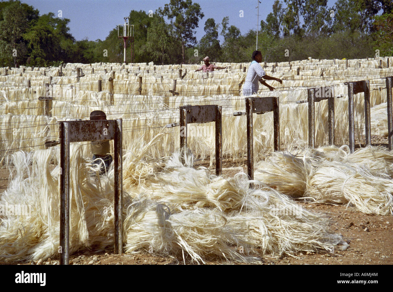 Sisal local hi-res stock photography and images - Alamy