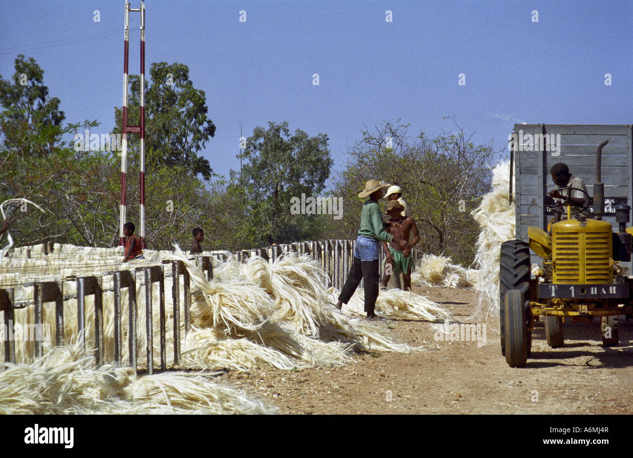 Sisal farm hi-res stock photography and images - Alamy