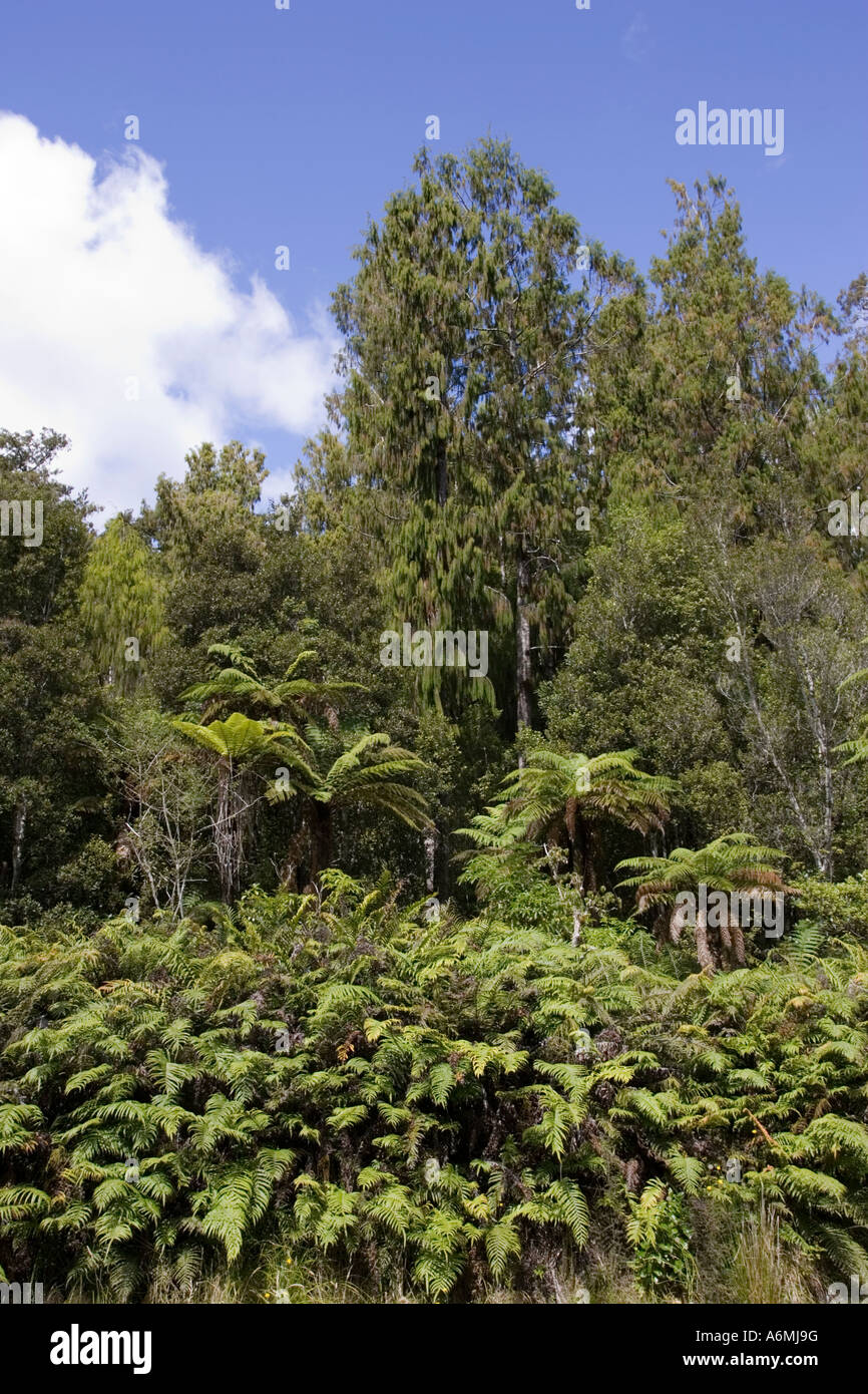 Tall trees with epiphytes amongst native podocarp forests and tree ...