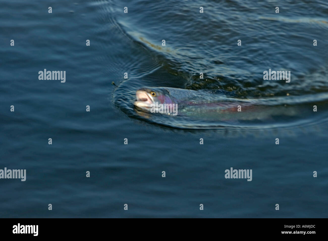 Rising trout hi-res stock photography and images - Alamy