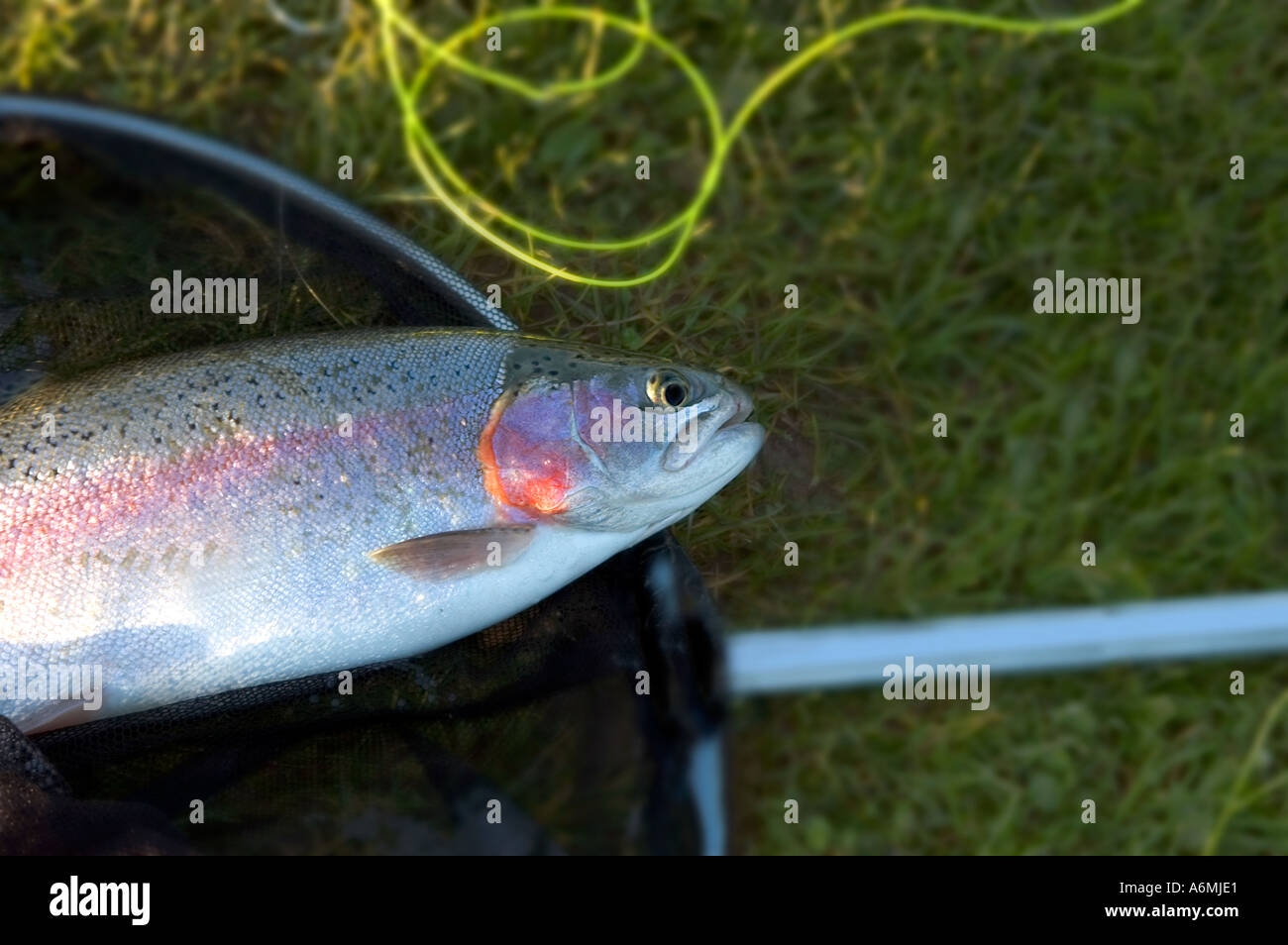 A rainbow trout in a fishing net Stock Photo - Alamy