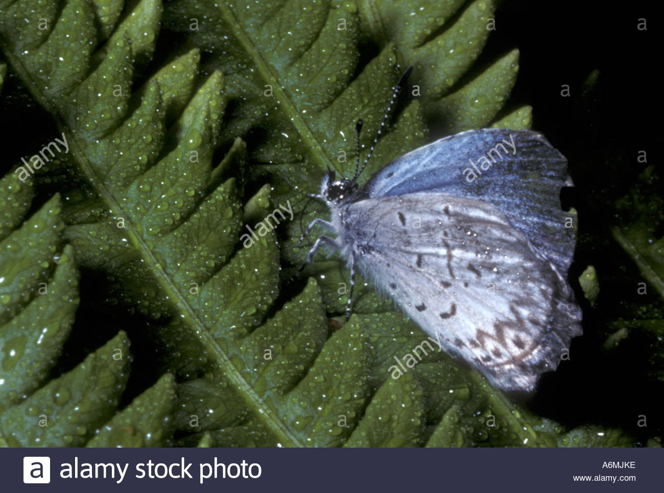 Ladon High Resolution Stock Photography and Images - Alamy